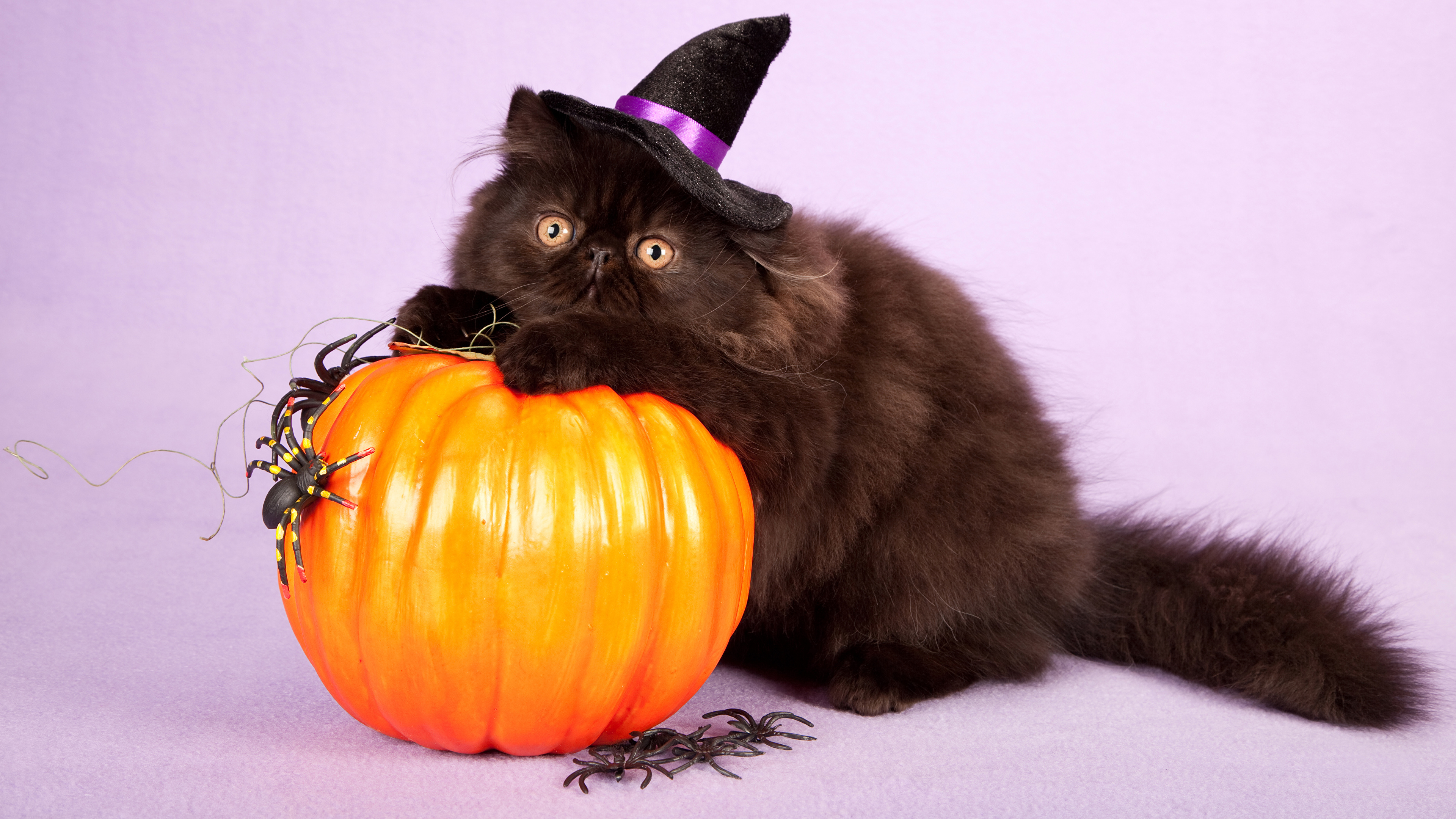 Halloween Cat Desktop Wallpapers - Wallpaper Cave