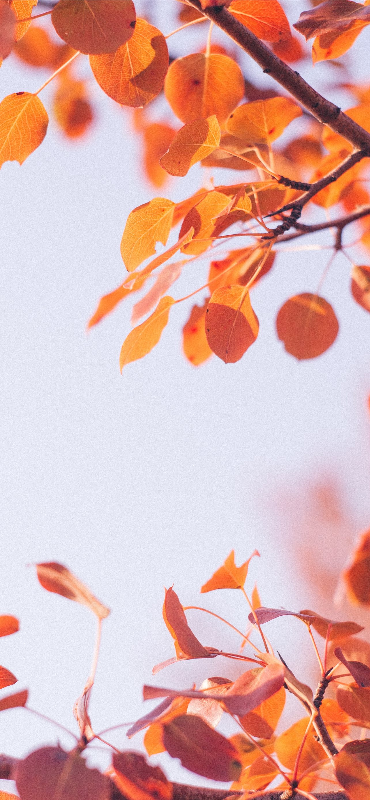 Samsung Autumn Wallpapers - Wallpaper Cave