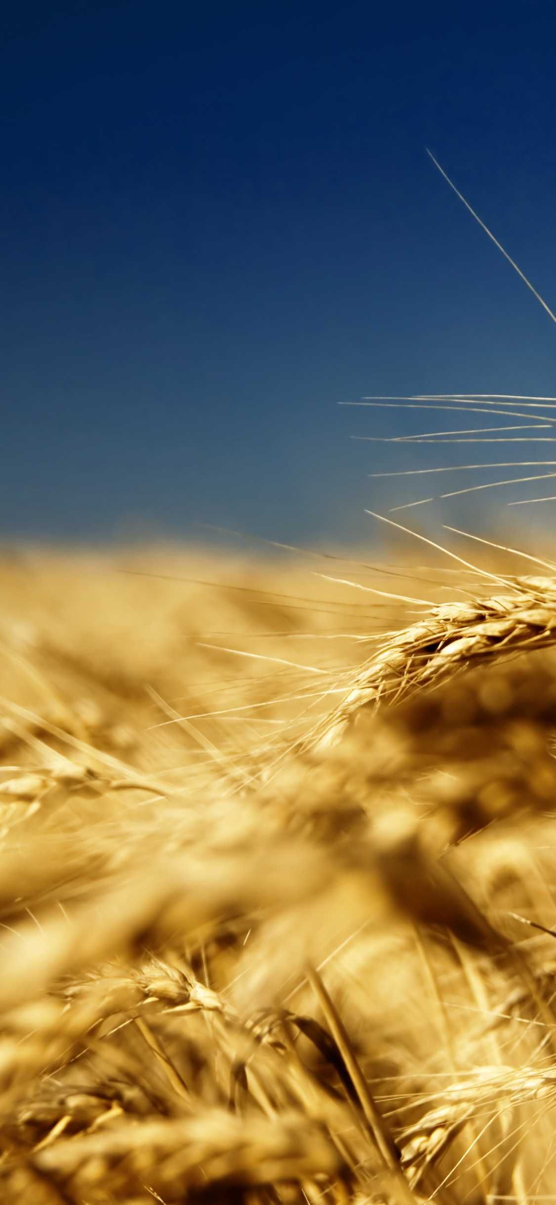 Ukraine Phone Wallpapers - Wallpaper Cave