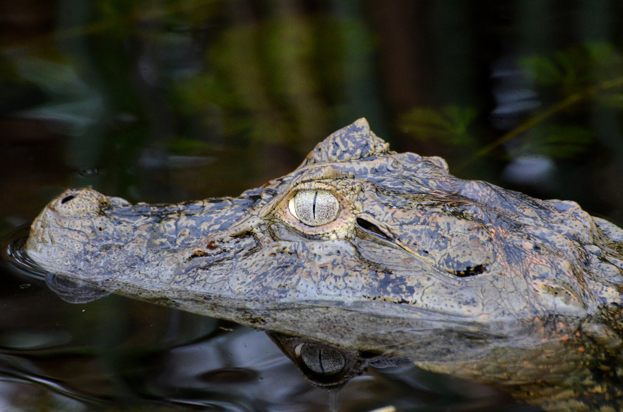 Alligatoridae Wallpapers - Wallpaper Cave