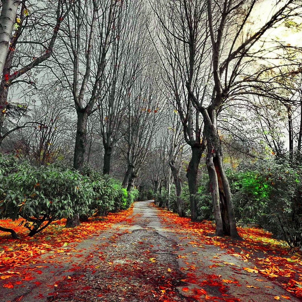 Autumn Dark HD Wallpapers - Wallpaper Cave