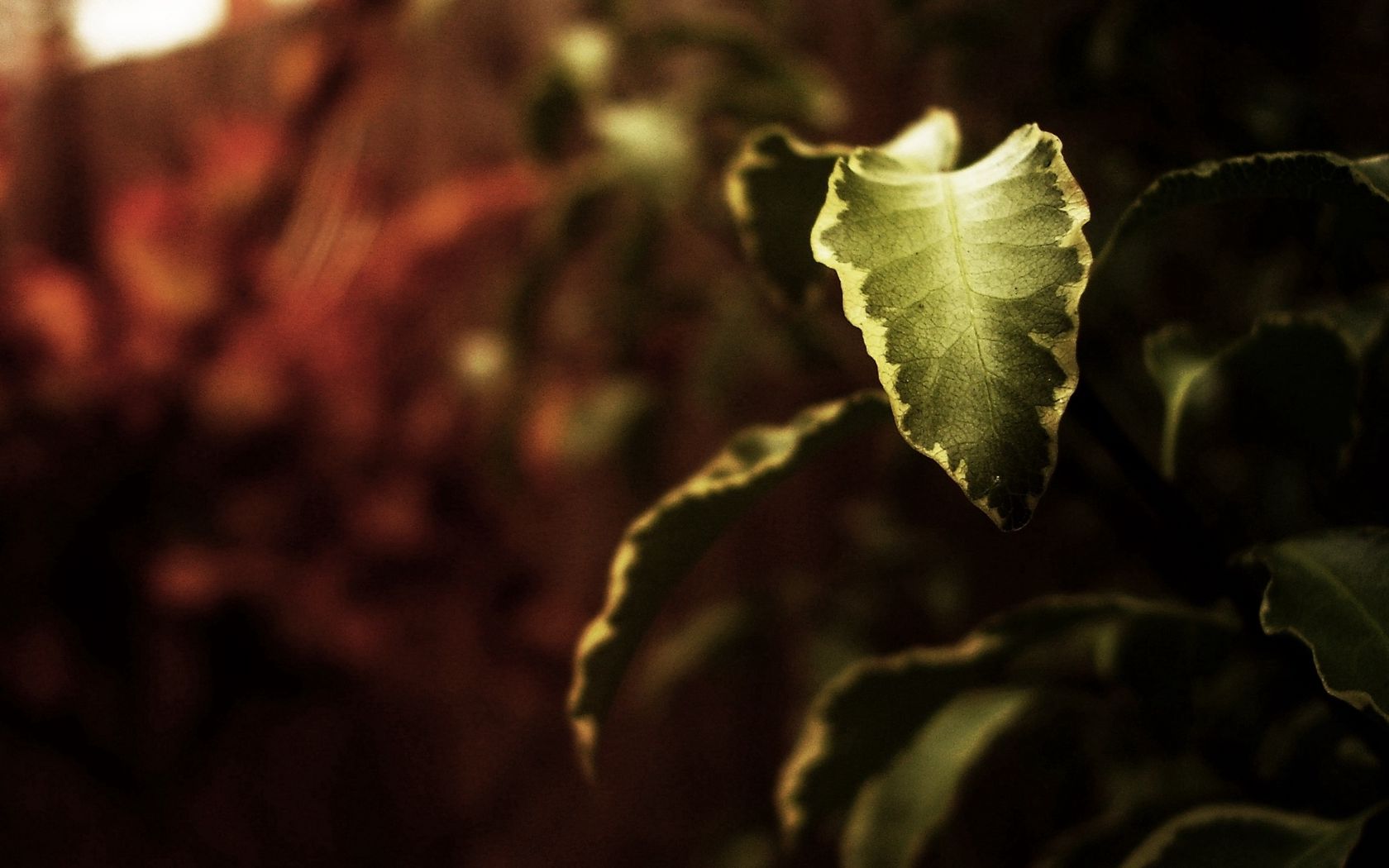 Autumn Dark HD Wallpapers - Wallpaper Cave