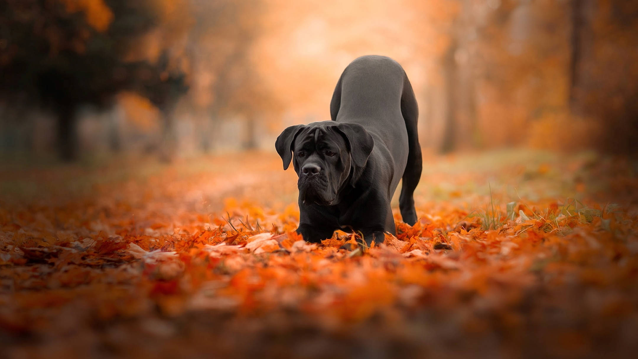 Black Dog Autumn Wallpapers - Wallpaper Cave
