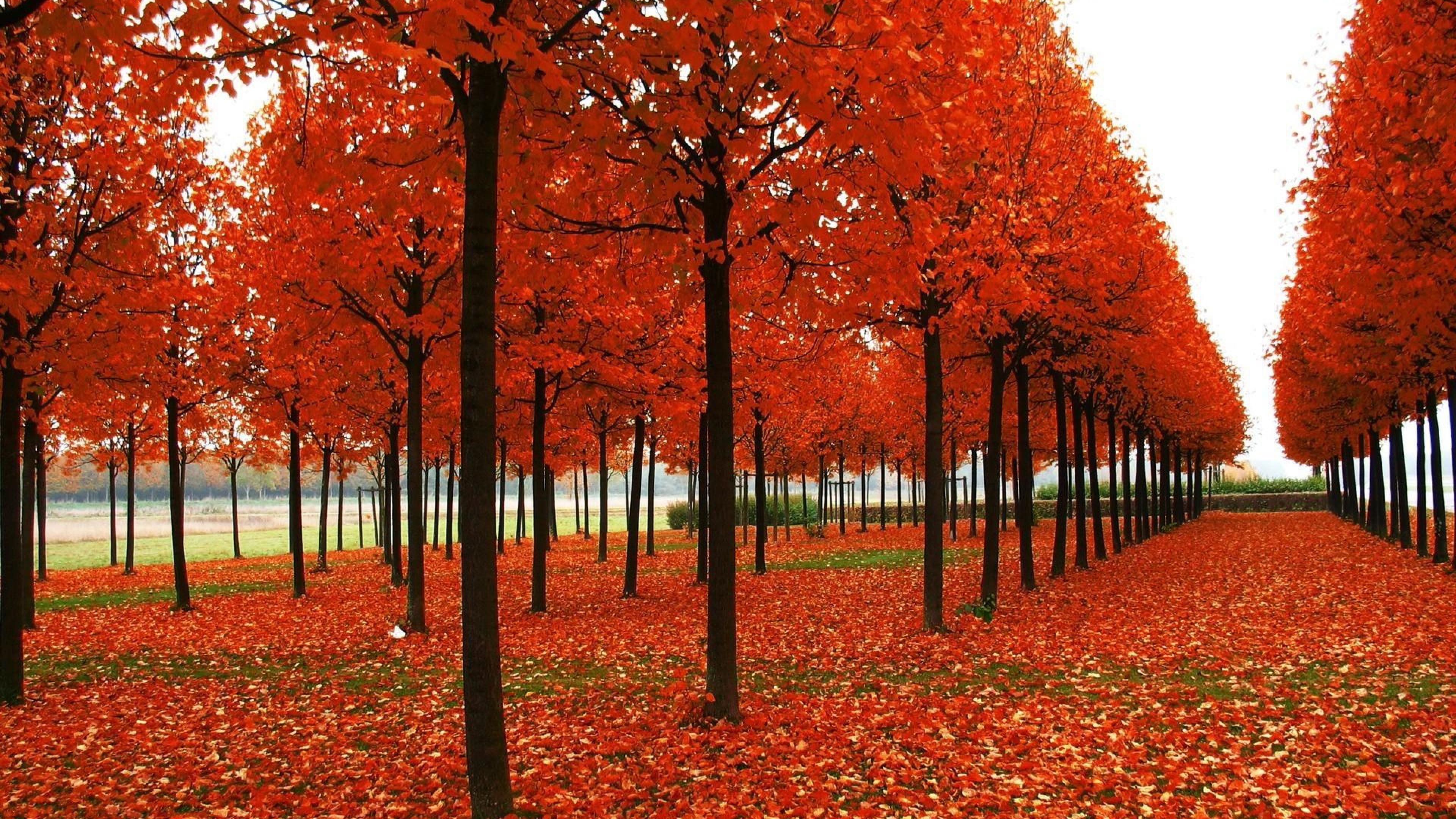 Orange Autumn Foilage Wallpapers - Wallpaper Cave