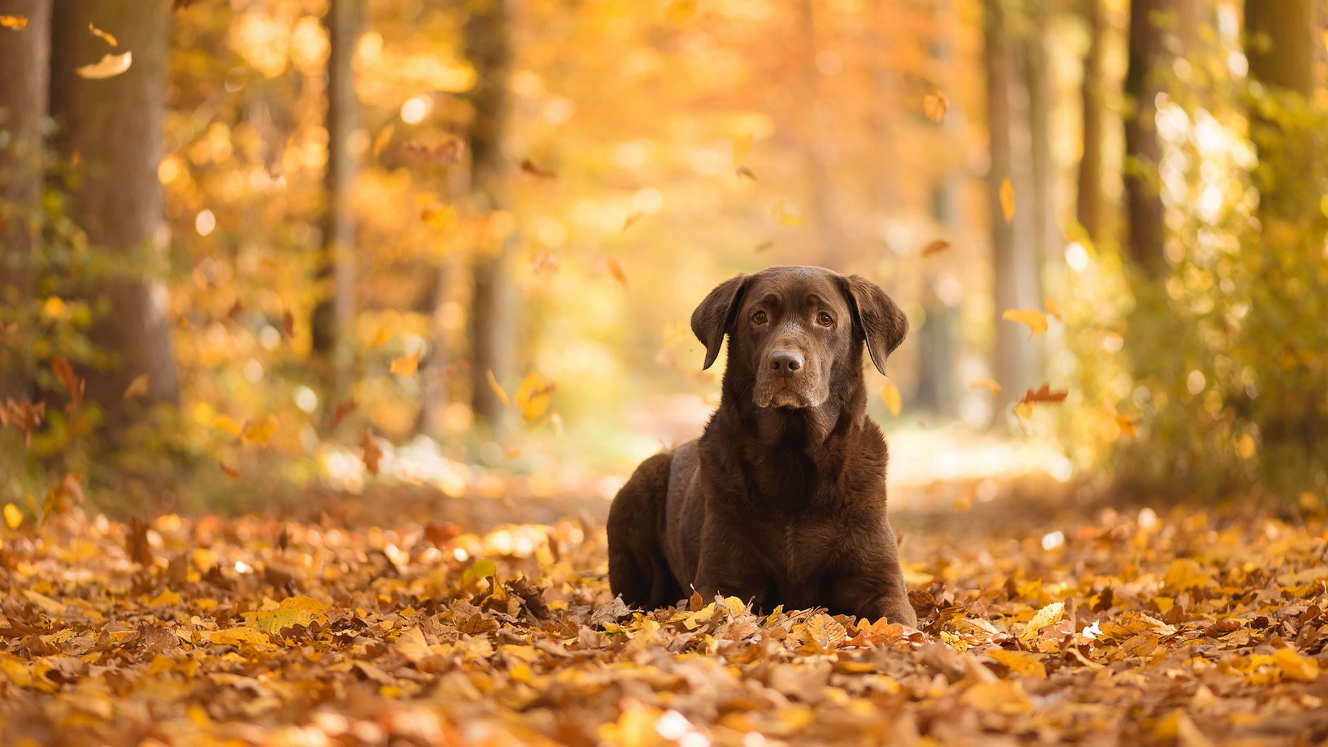 Autumn Puppy Wallpapers - Wallpaper Cave
