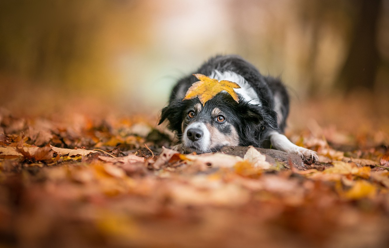 Black Dog Autumn Wallpapers - Wallpaper Cave