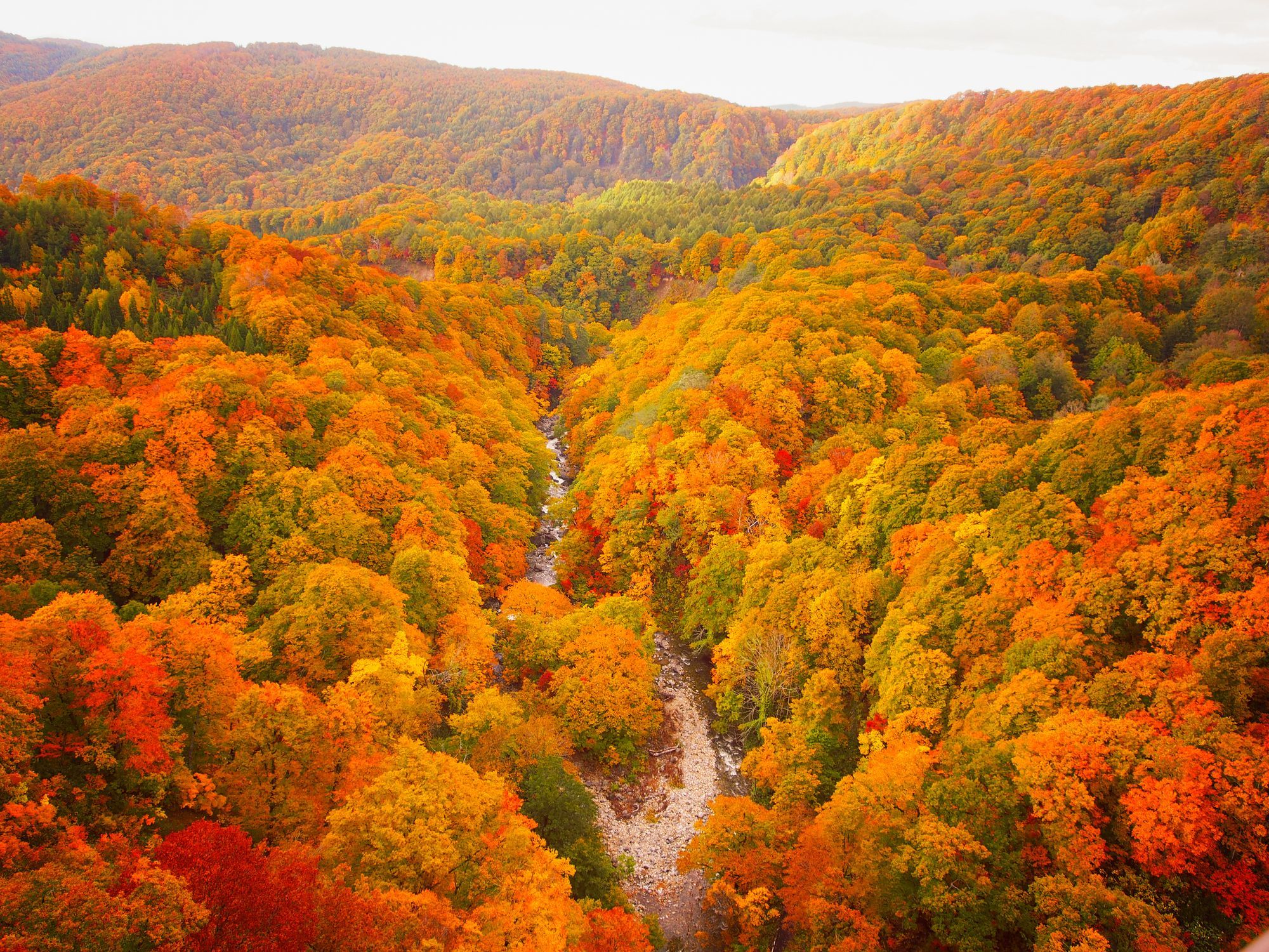 Orange Autumn Foilage Wallpapers - Wallpaper Cave