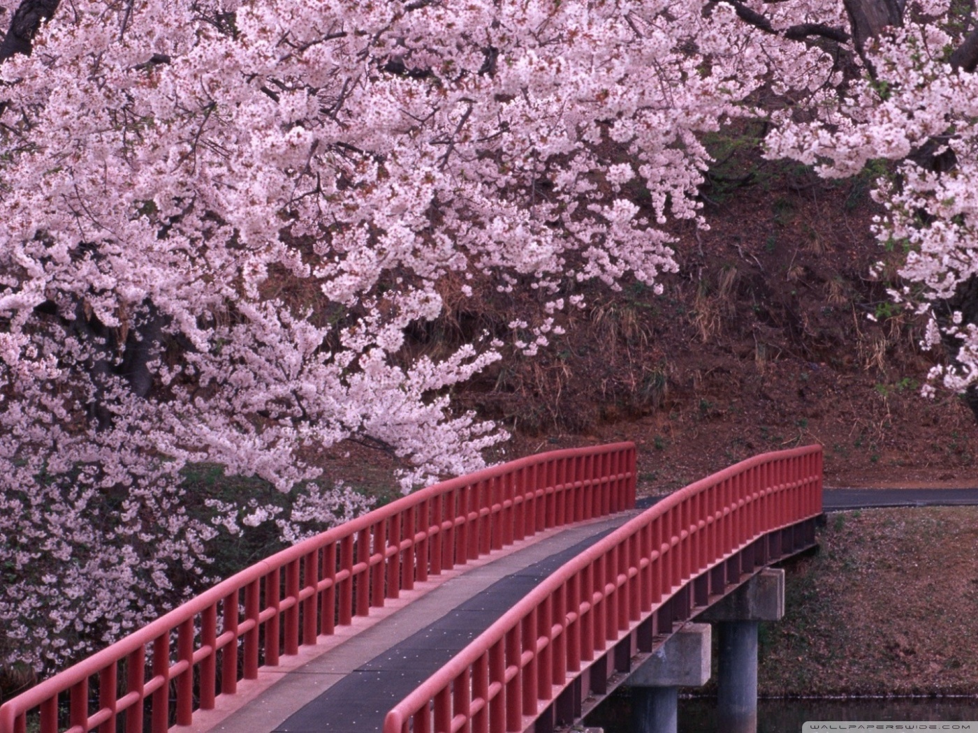 Flowers And Trees Wallpapers - Wallpaper Cave