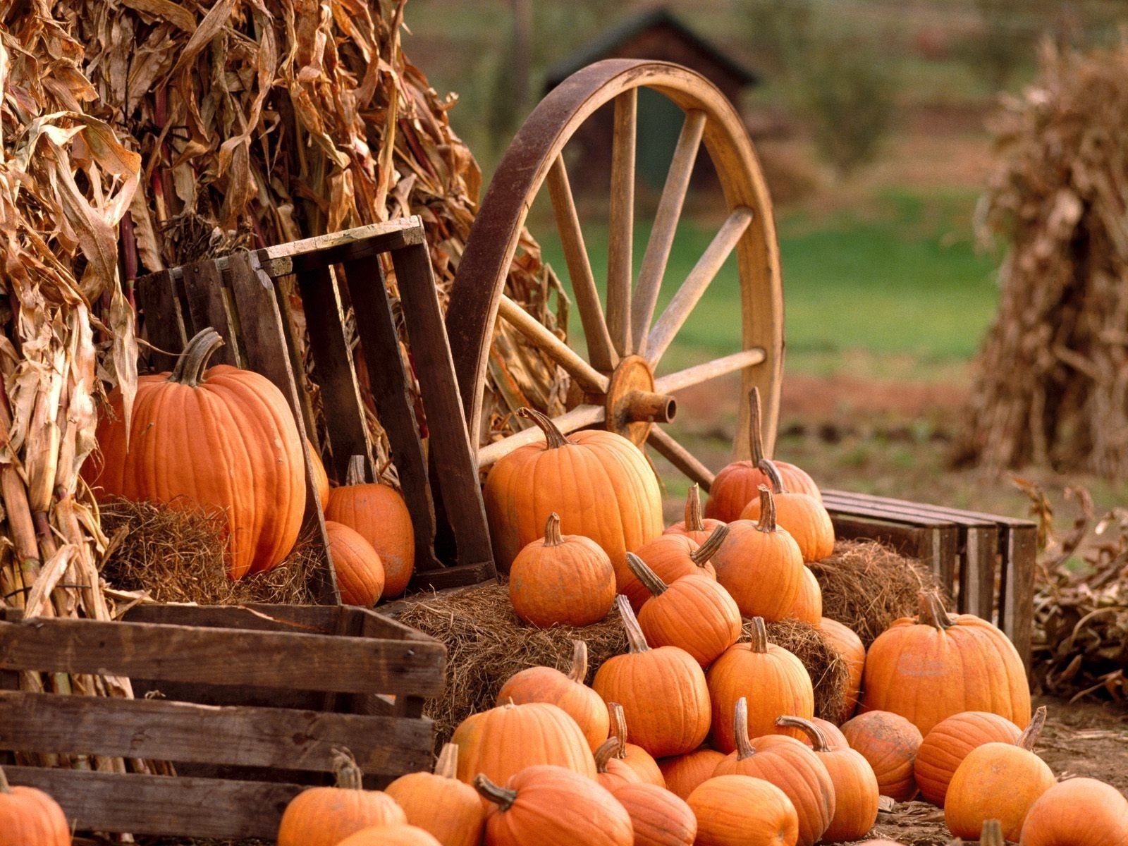Pumpkin Harvest Wallpaper
