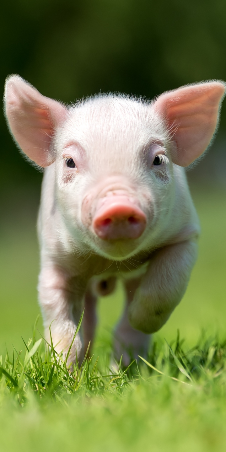 Realistic Pig Wallpapers - Wallpaper Cave