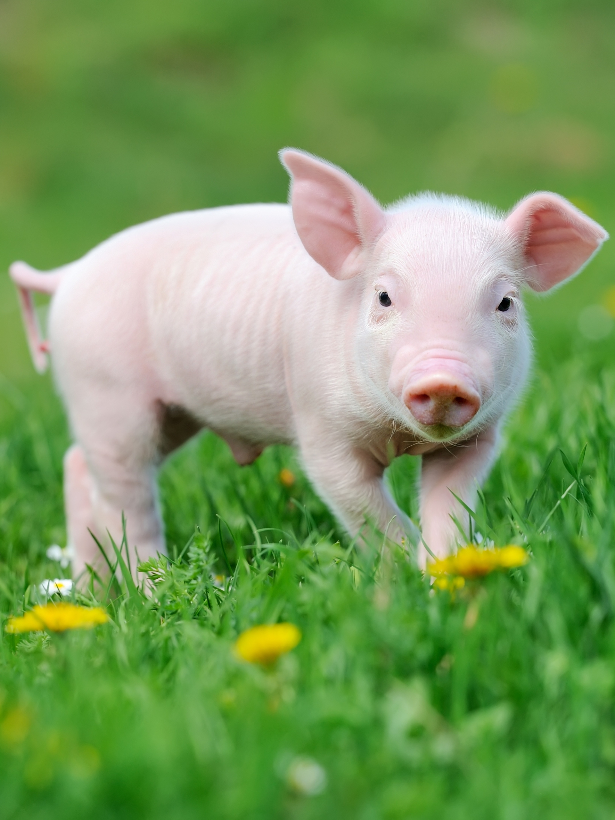 Realistic Pig Wallpapers - Wallpaper Cave