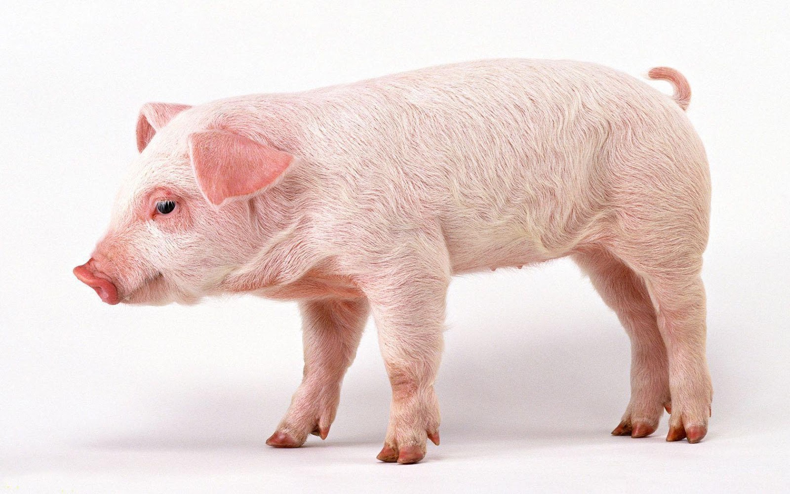Realistic Pig Wallpapers - Wallpaper Cave