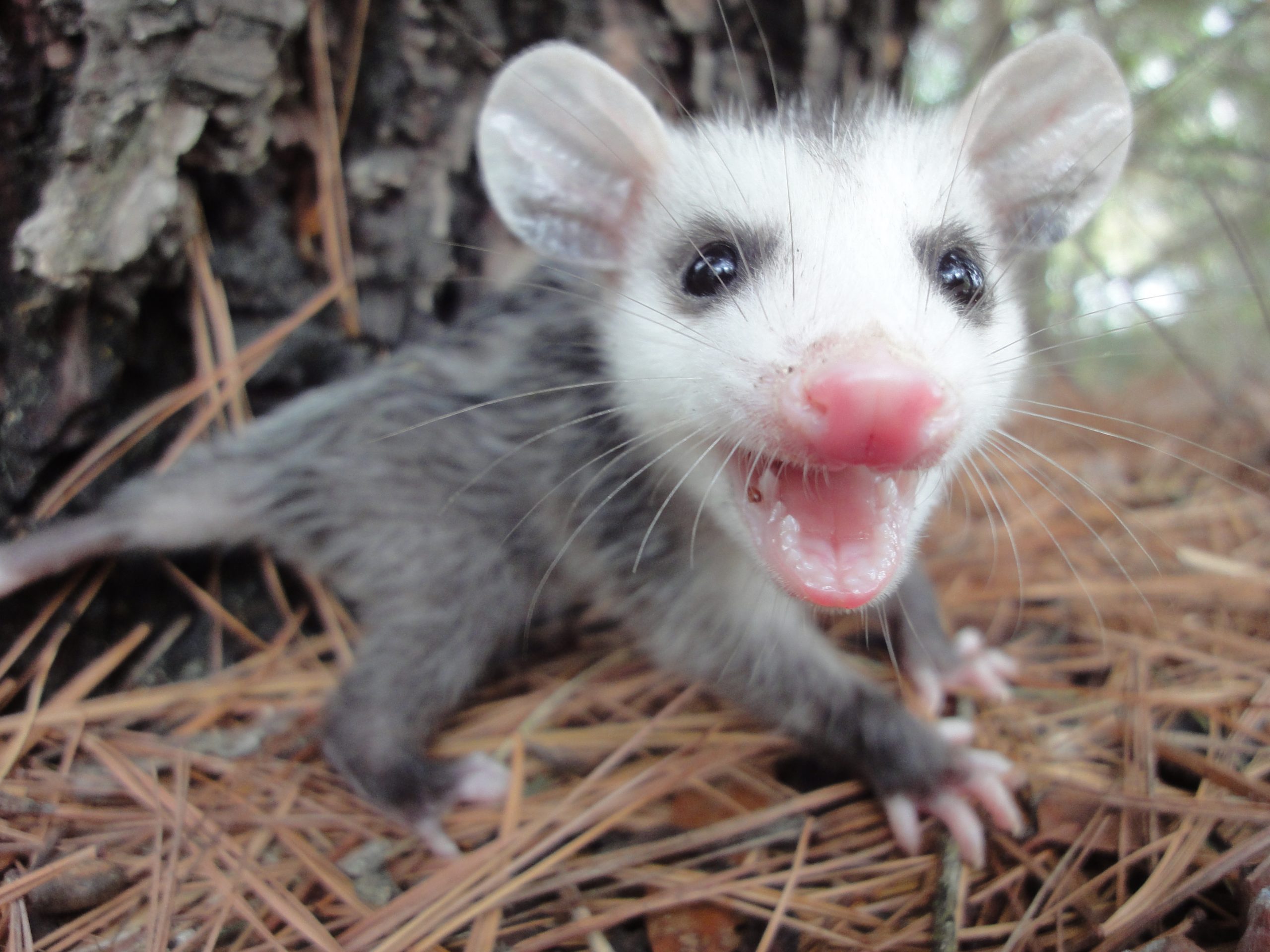 Baby Possums Wallpapers - Wallpaper Cave