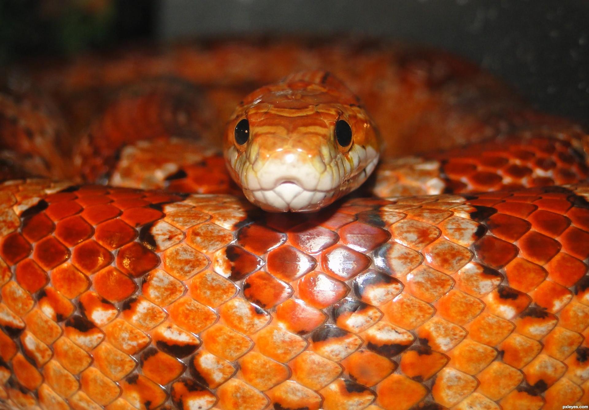 Pet Snakes Wallpapers - Wallpaper Cave
