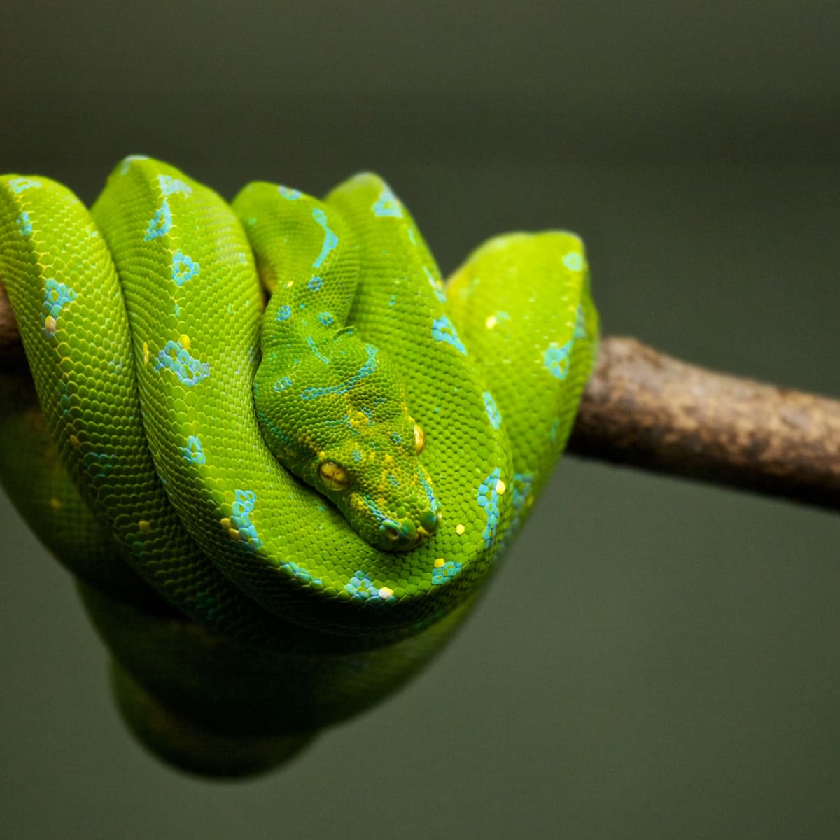 Pet Snakes Wallpapers - Wallpaper Cave