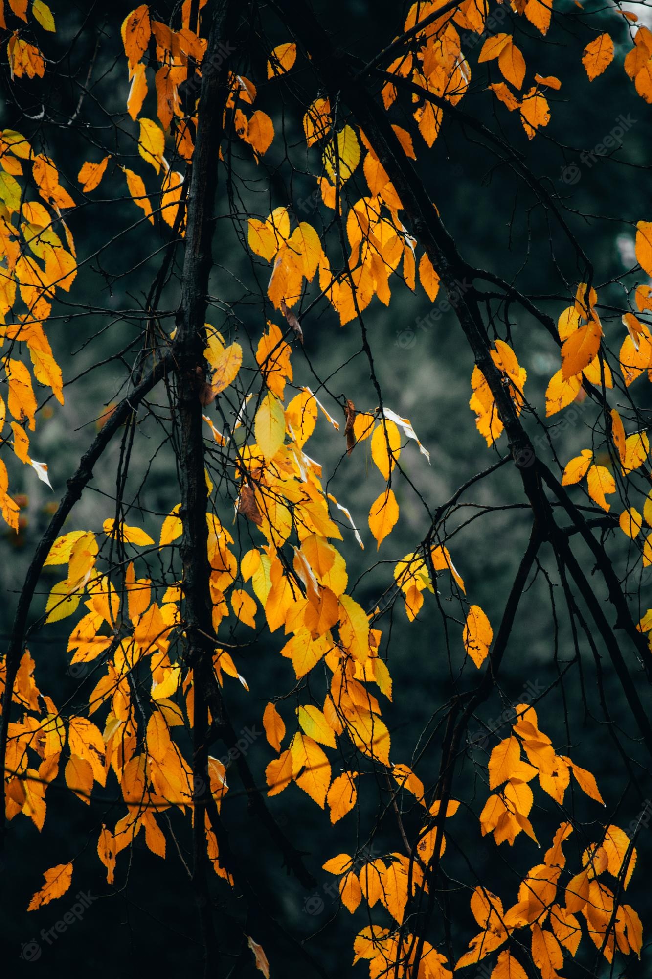 Moody Autumn Wallpapers - Wallpaper Cave