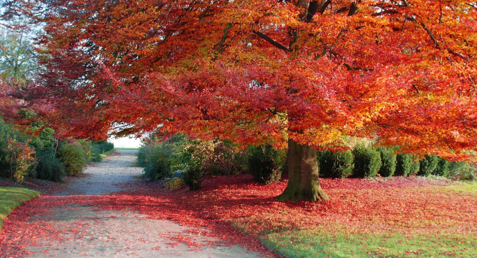 Maple Trees Autumn Wallpapers - Wallpaper Cave