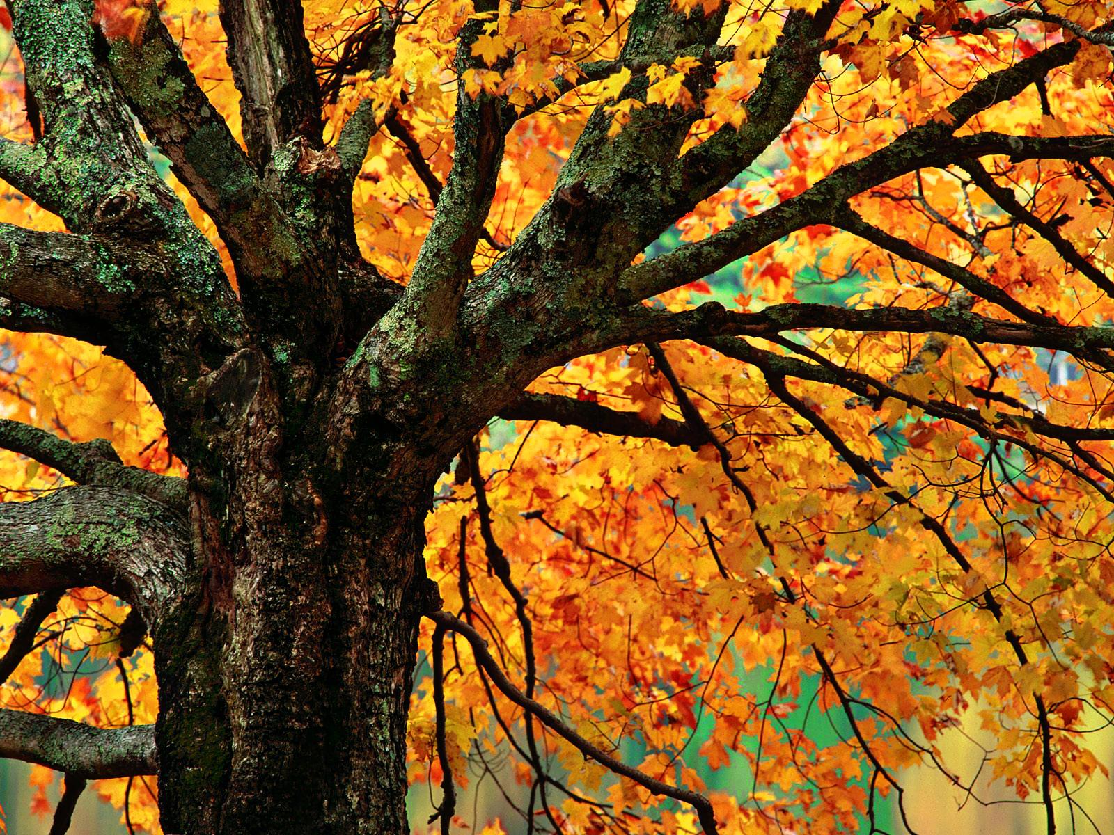 Maple Trees Autumn Wallpapers - Wallpaper Cave