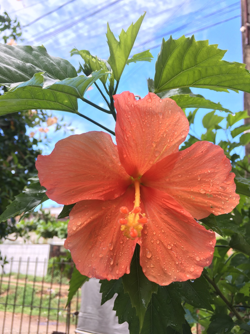 Coconut Girl Aesthetic Wallpapers - Wallpaper Cave