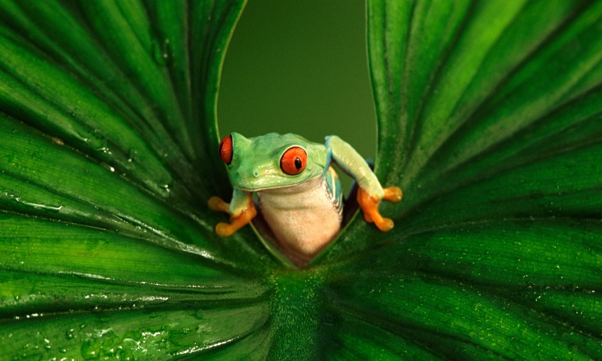 Baby Frog Wallpapers - Wallpaper Cave