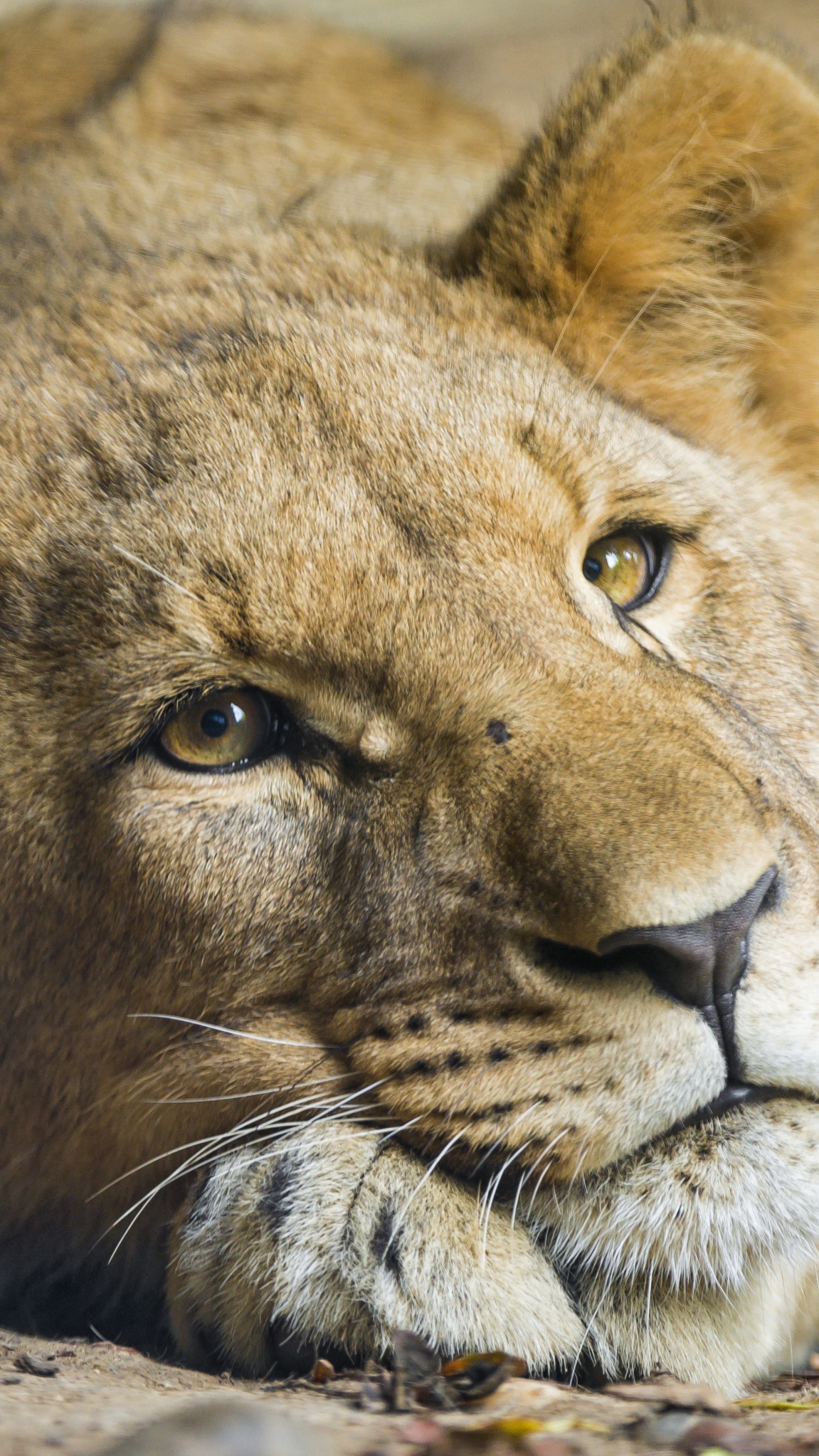 Big Lion Wallpapers - Wallpaper Cave