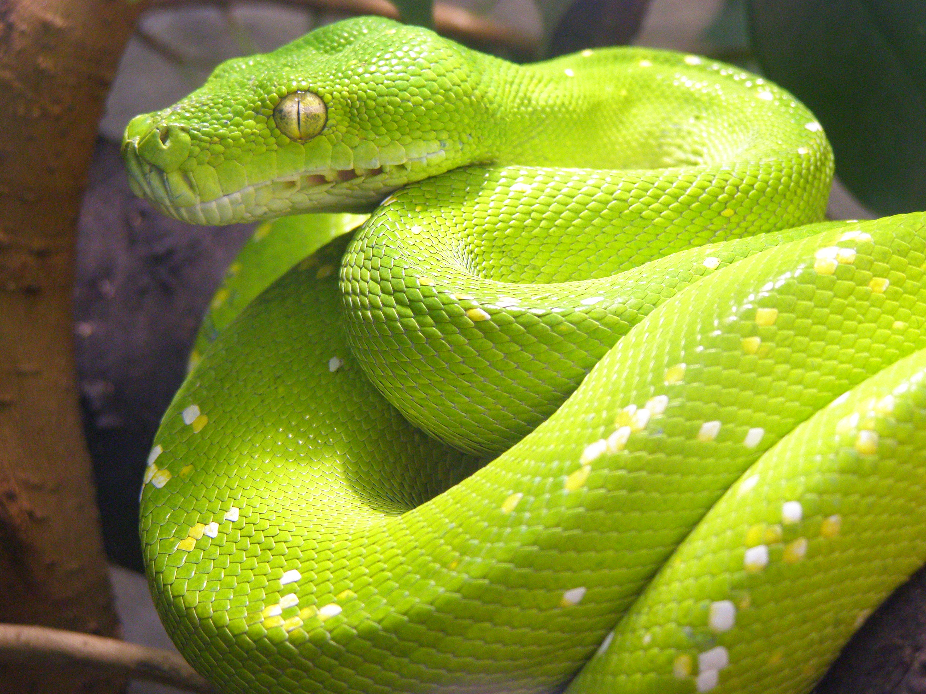 Boomslang Wallpapers - Wallpaper Cave