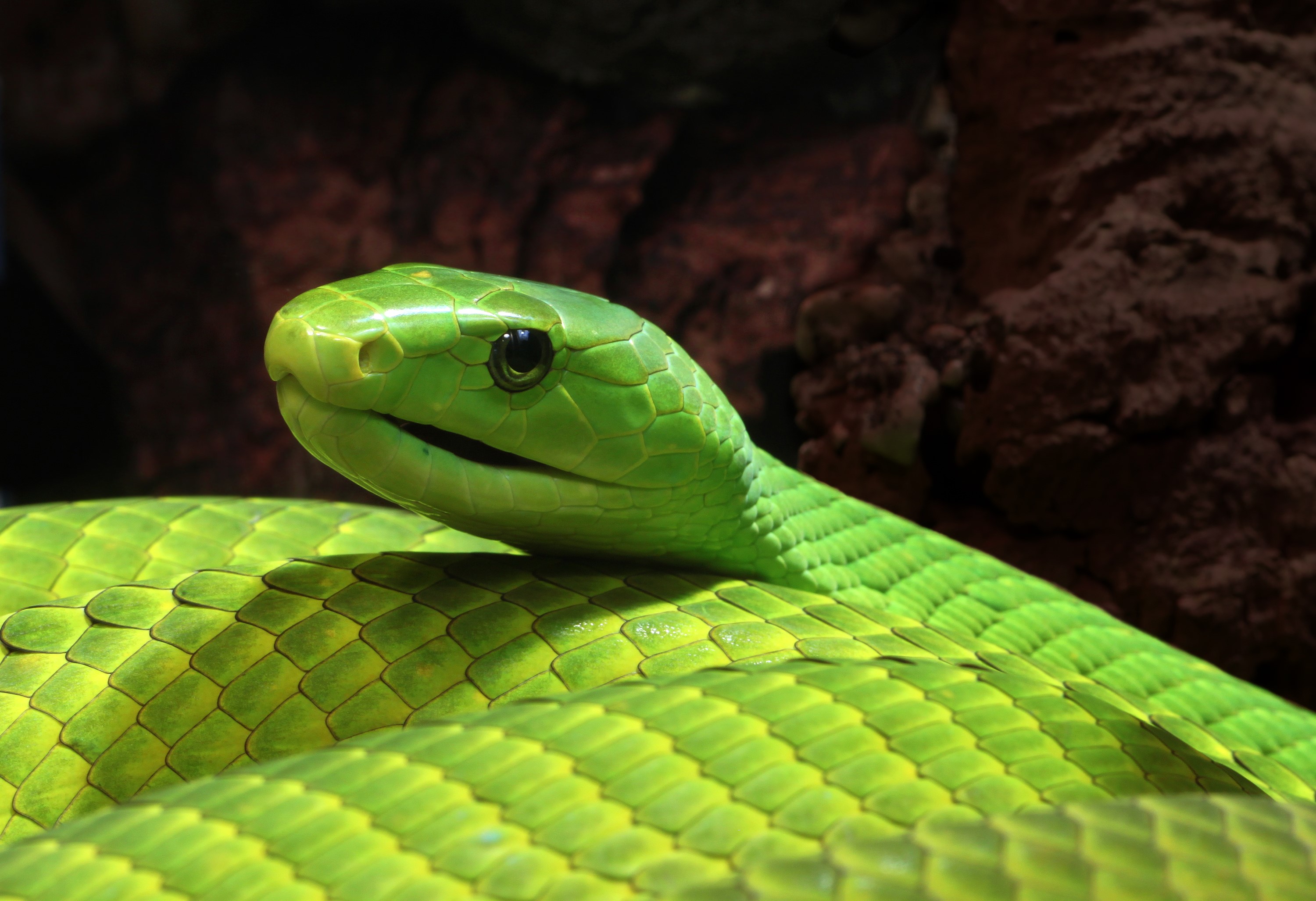 Boomslang Wallpapers - Wallpaper Cave