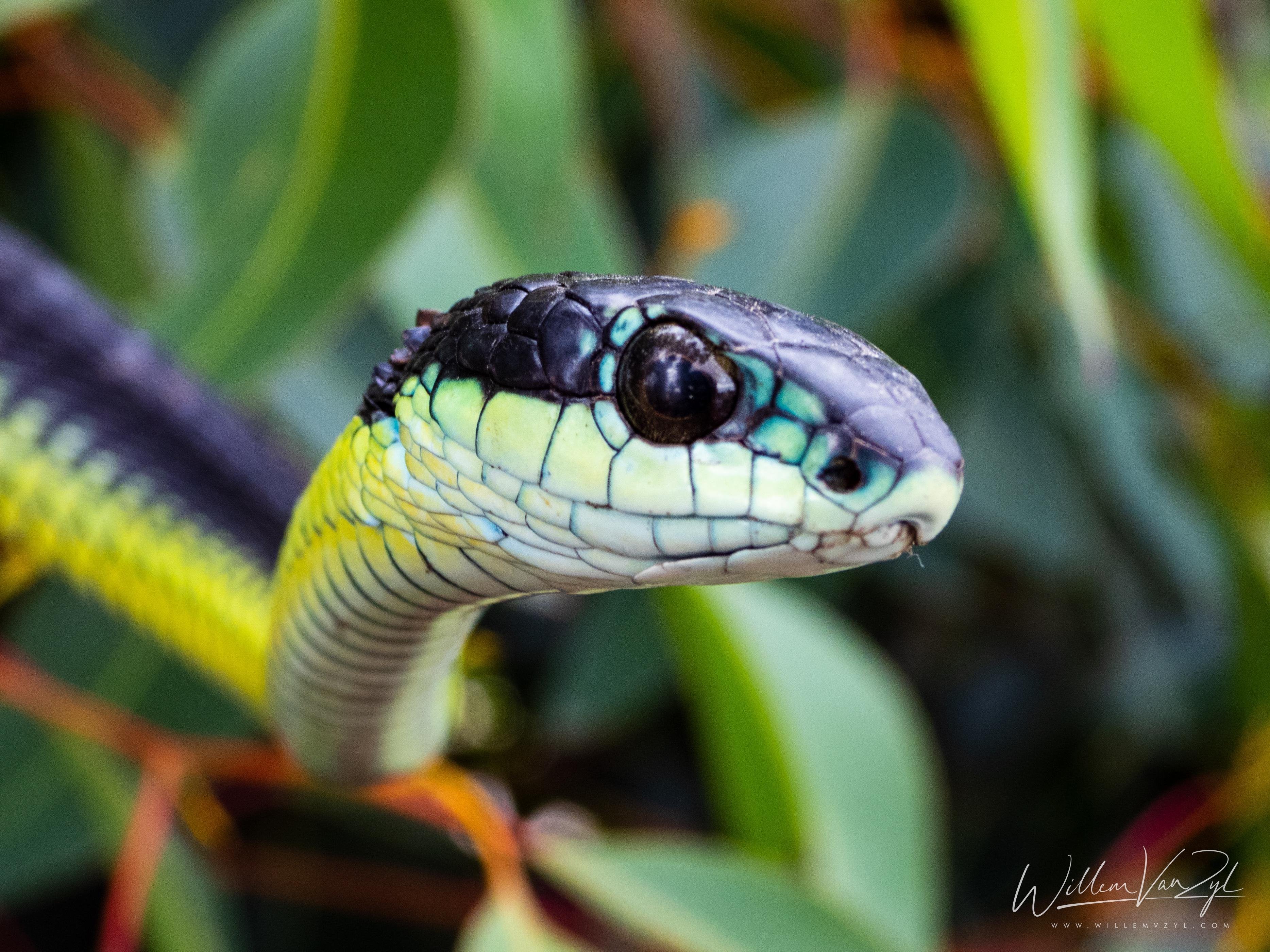 Boomslang Wallpapers - Wallpaper Cave