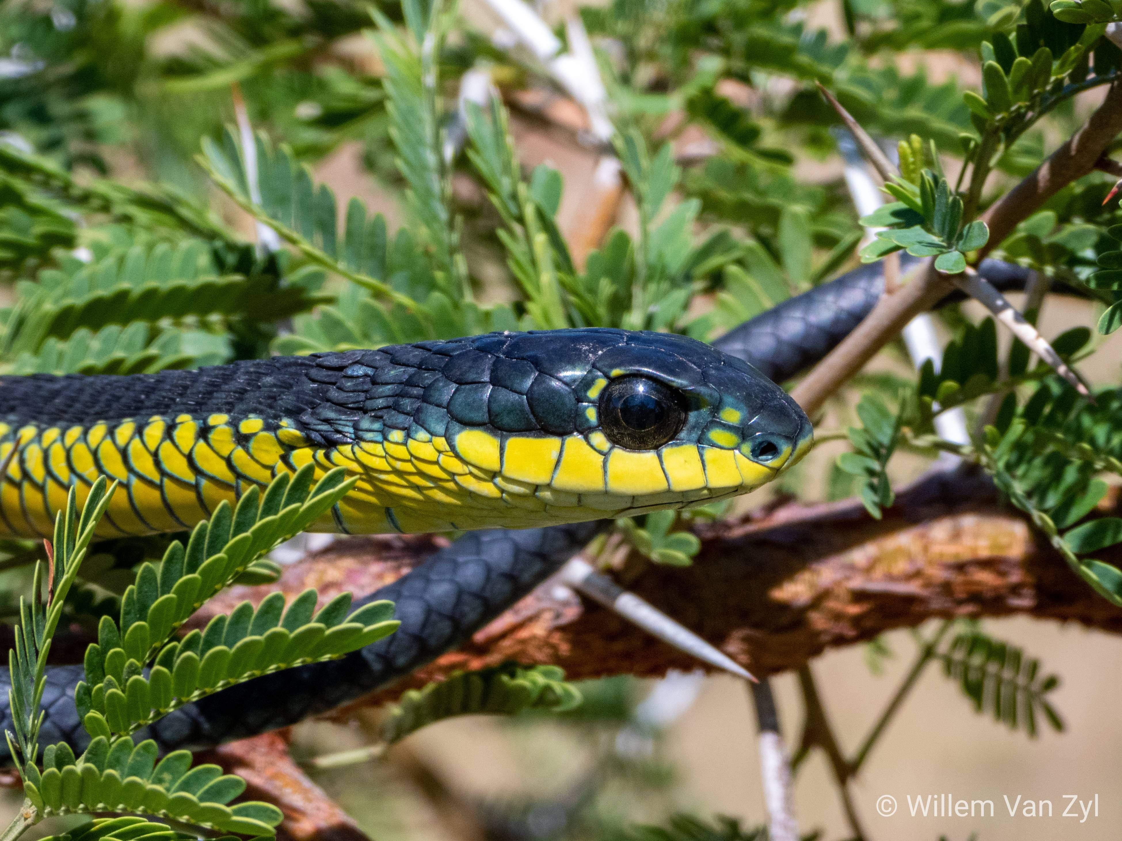 Boomslang Wallpapers - Wallpaper Cave