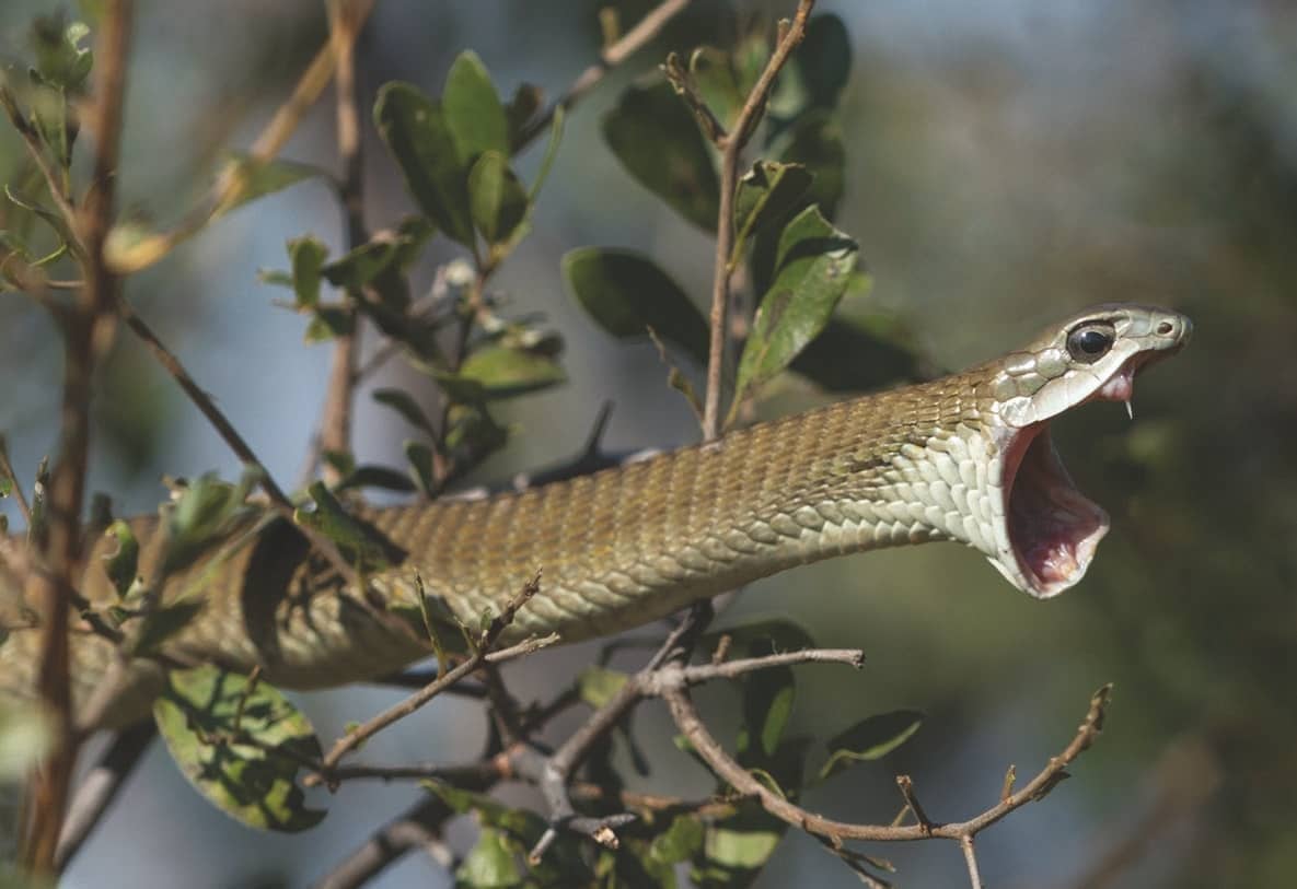 Boomslang Wallpapers - Wallpaper Cave