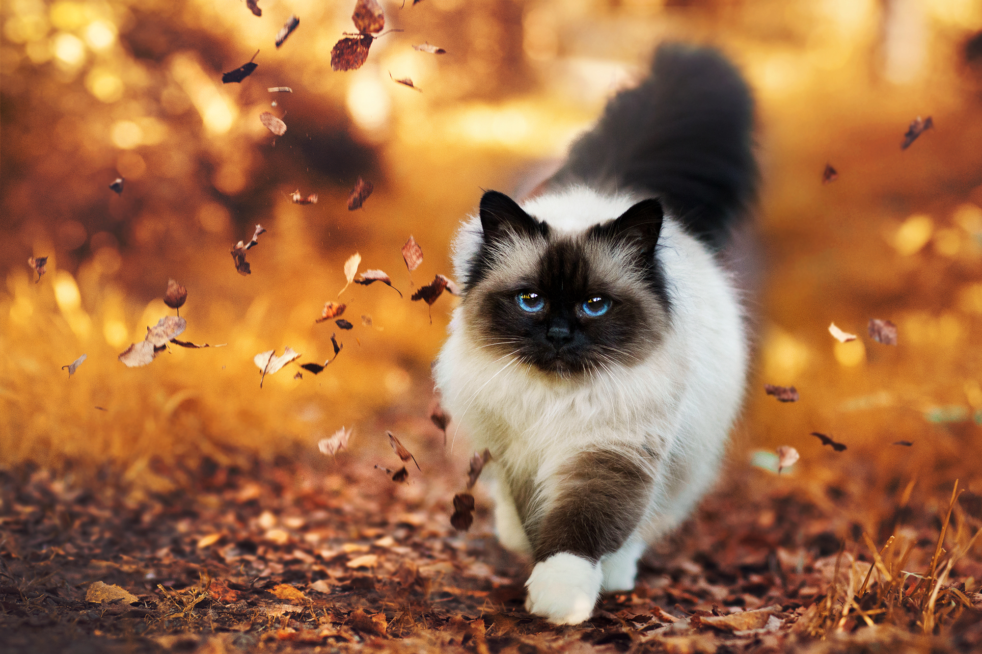 Autumn Cat Cartoon Wallpapers - Wallpaper Cave