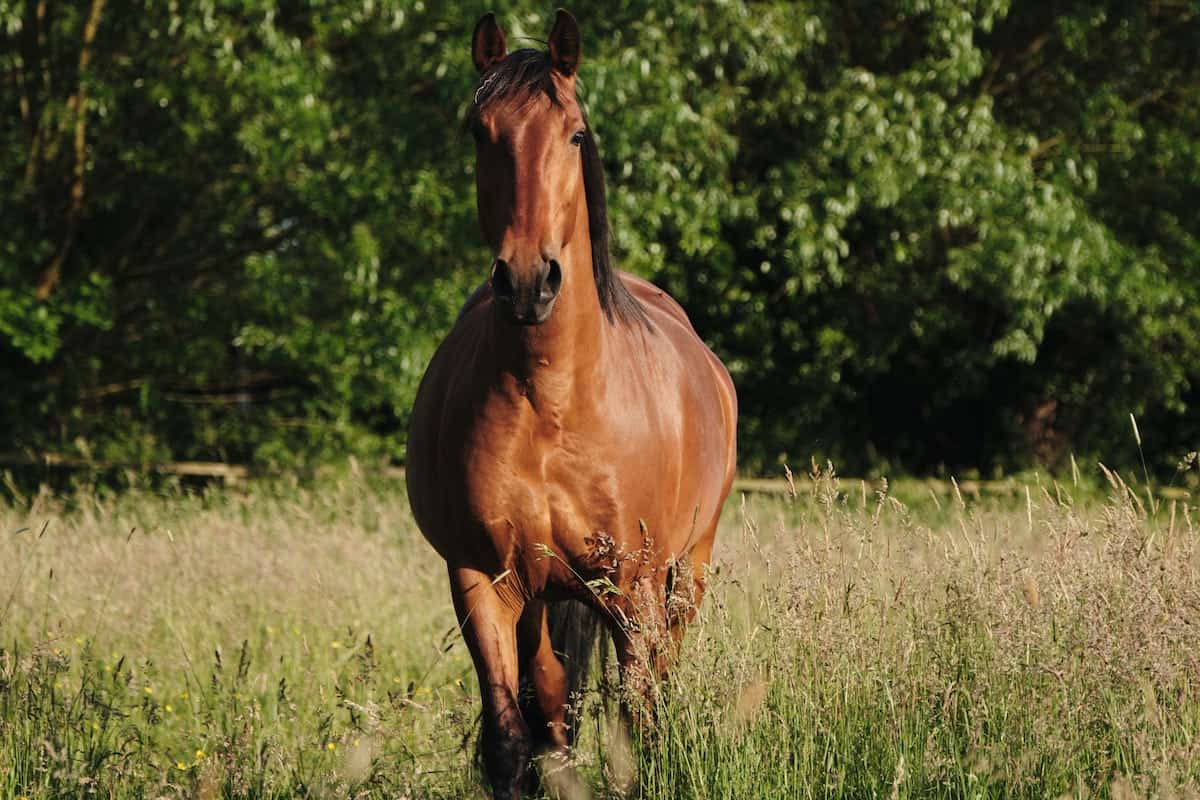 Bay Horses Wallpapers - Wallpaper Cave