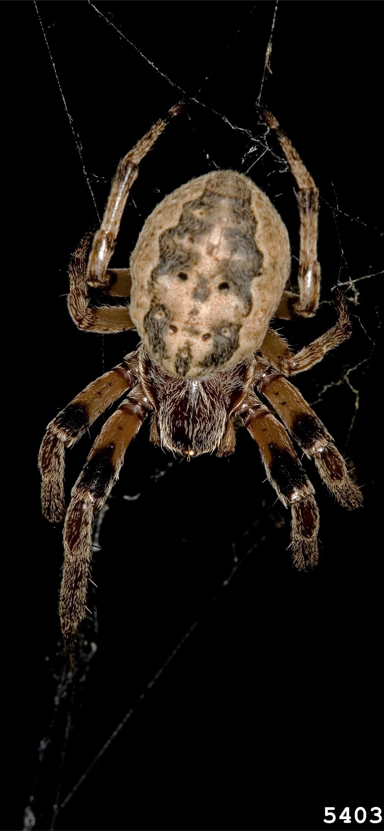 Big Spiders Wallpapers - Wallpaper Cave