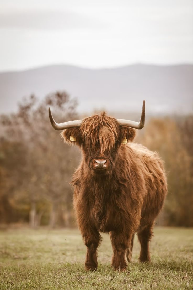 Bull Cow Wallpapers - Wallpaper Cave