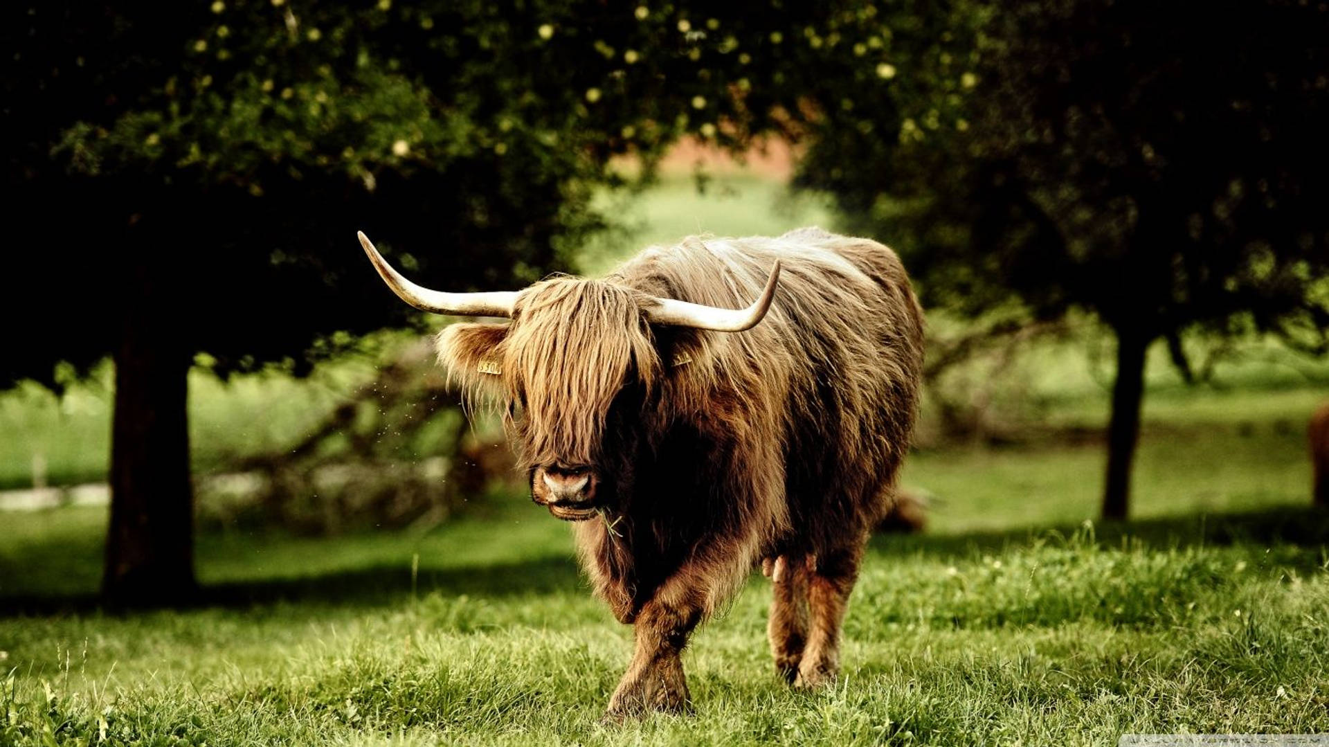 Bull Cow Wallpapers - Wallpaper Cave