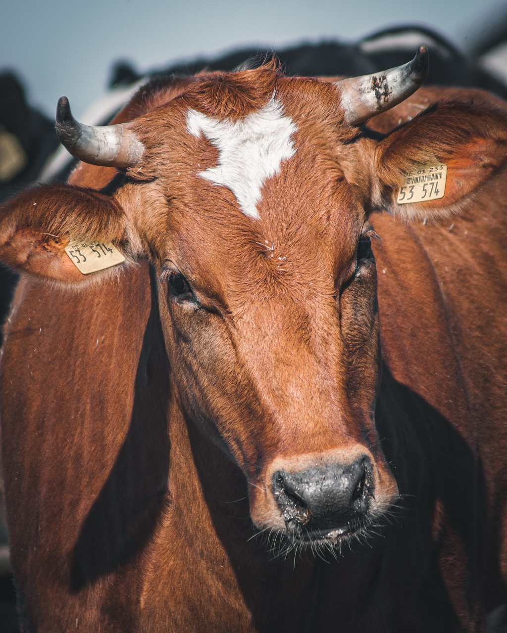 Bull Cow Wallpapers - Wallpaper Cave