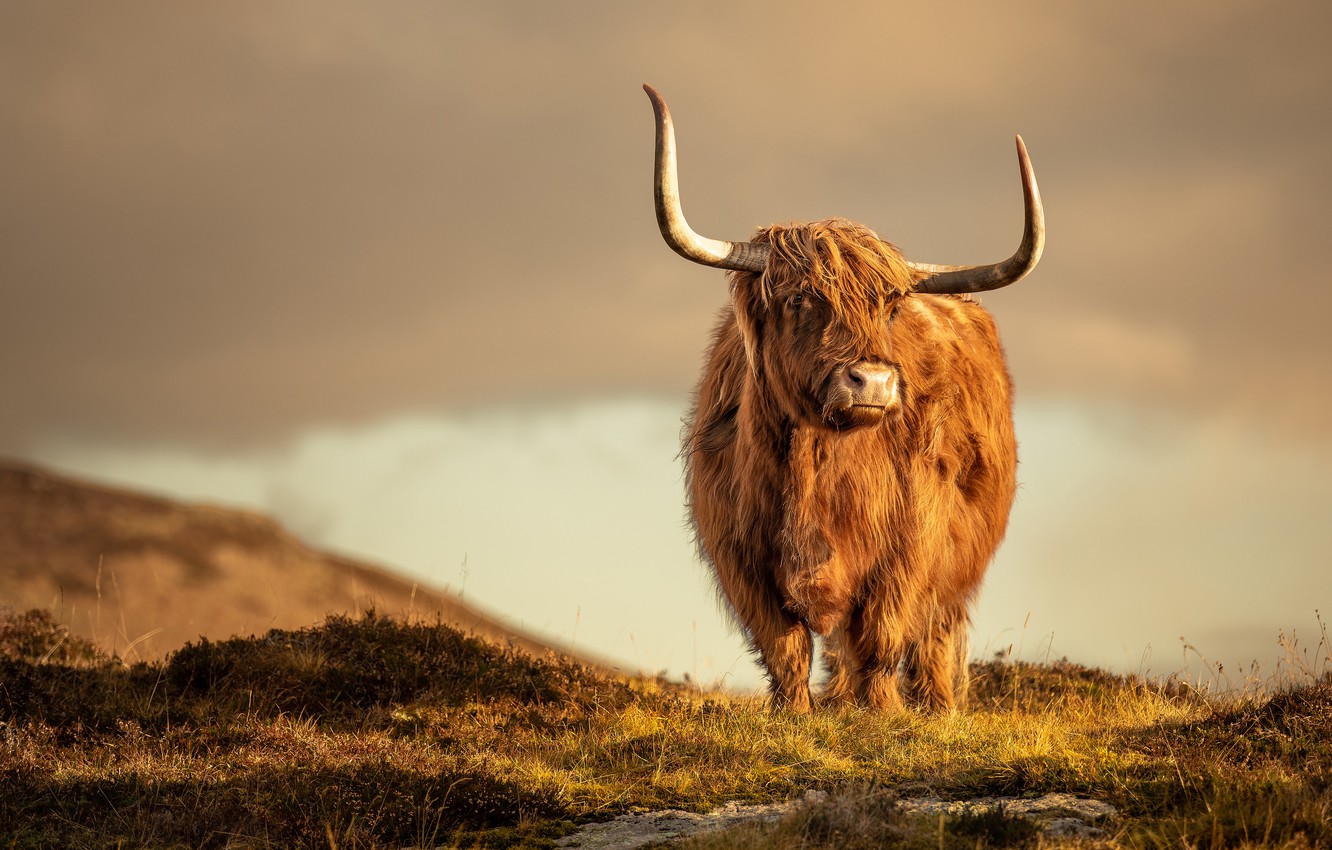 Bull Cow Wallpapers - Wallpaper Cave