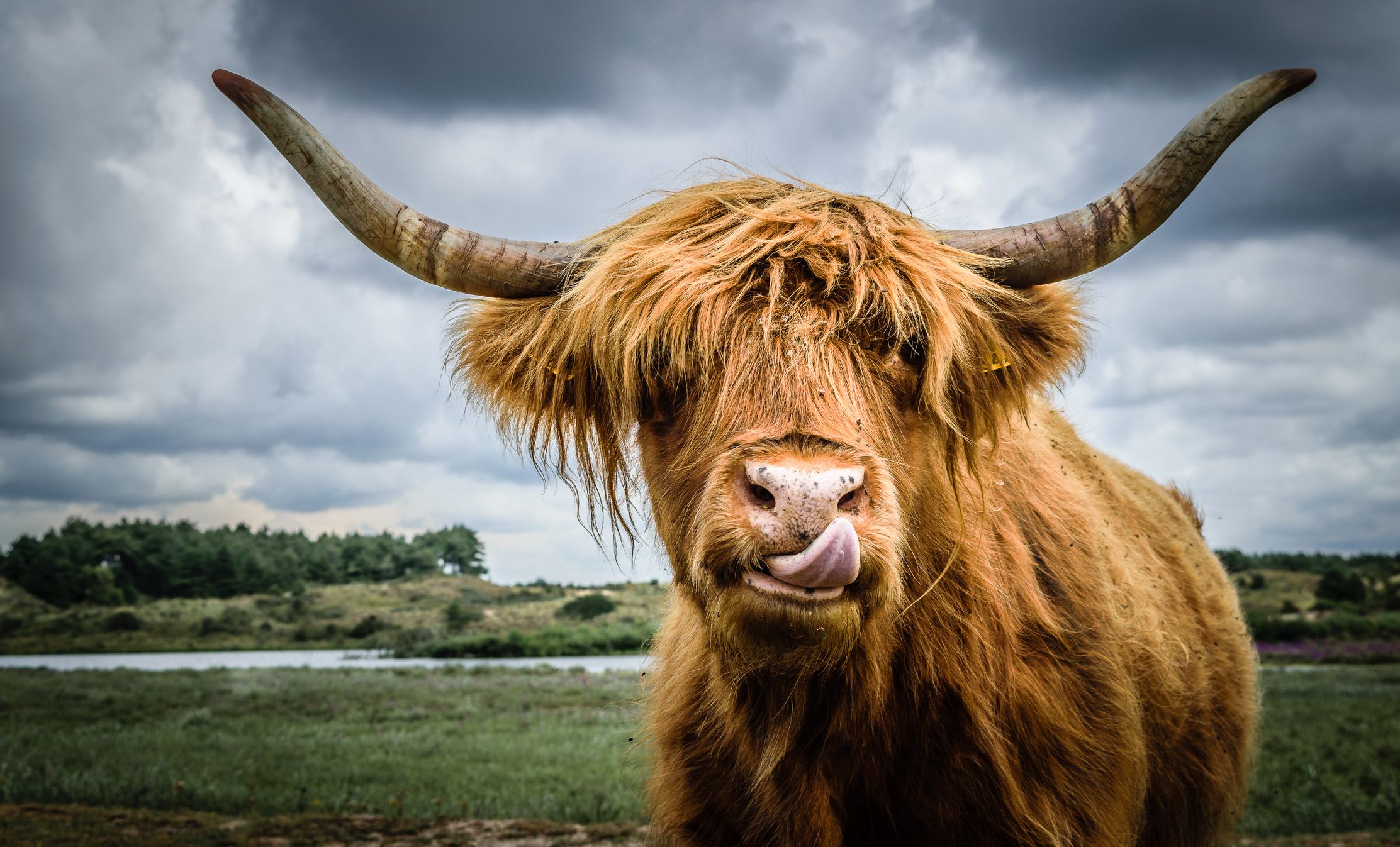 Bull Cow Wallpapers - Wallpaper Cave