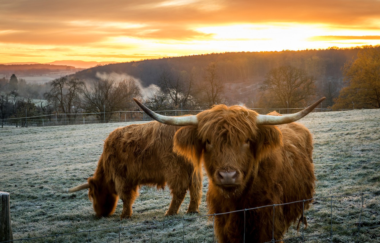 Bull Cow Wallpapers - Wallpaper Cave