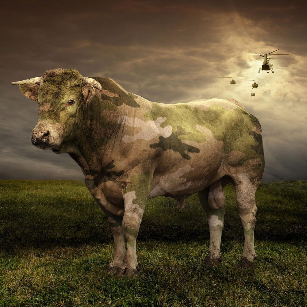 Bull Cow Wallpapers - Wallpaper Cave