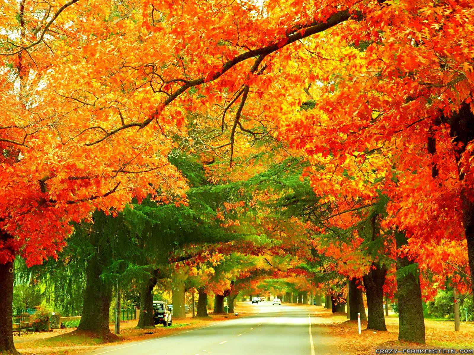 Autumn Backyard Wallpapers - Wallpaper Cave