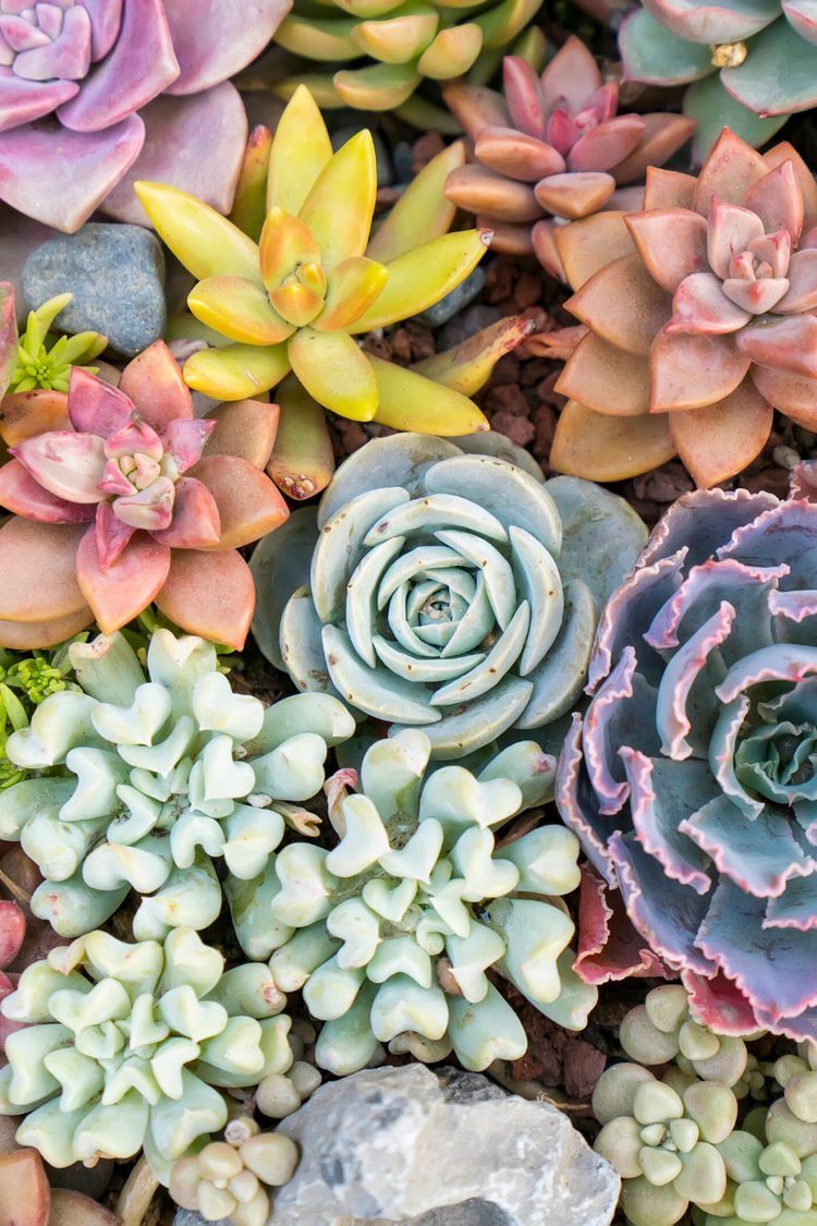 Succulent Flower Wallpapers - Wallpaper Cave