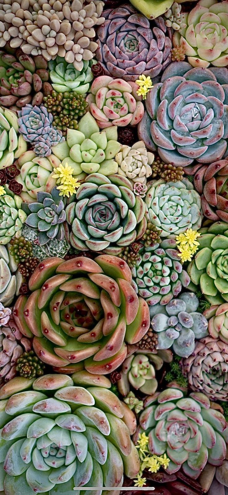Succulent Flower Wallpapers - Wallpaper Cave