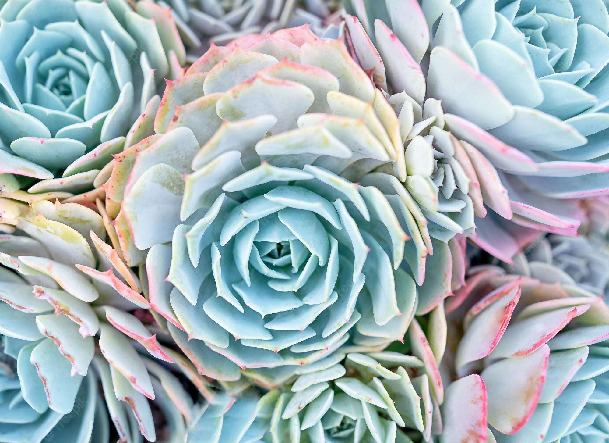 Succulent Flower Wallpapers - Wallpaper Cave