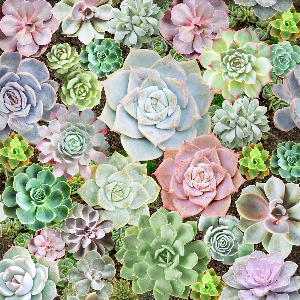 Succulent Flower Wallpapers - Wallpaper Cave