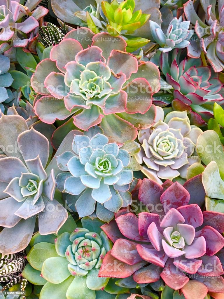 Succulent Flower Wallpapers - Wallpaper Cave