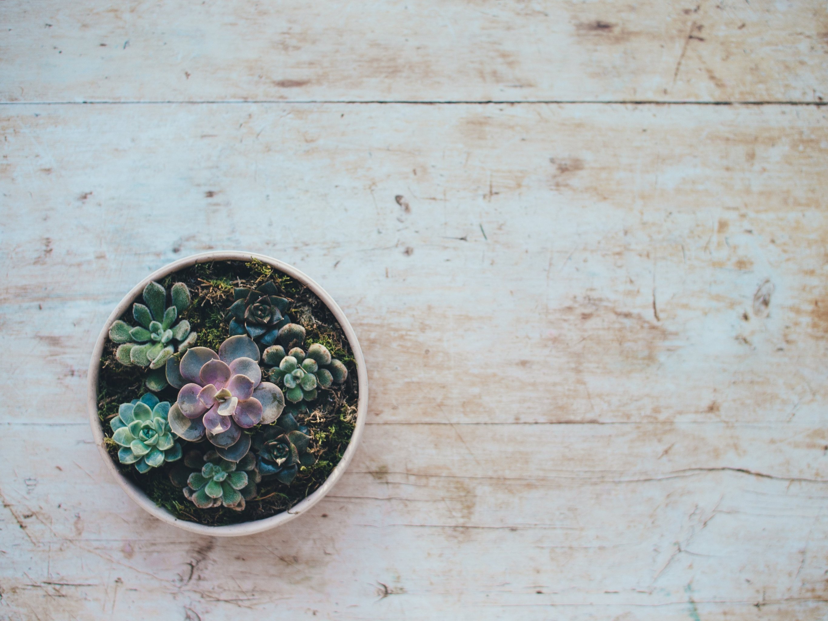 Succulent Flower Wallpapers - Wallpaper Cave