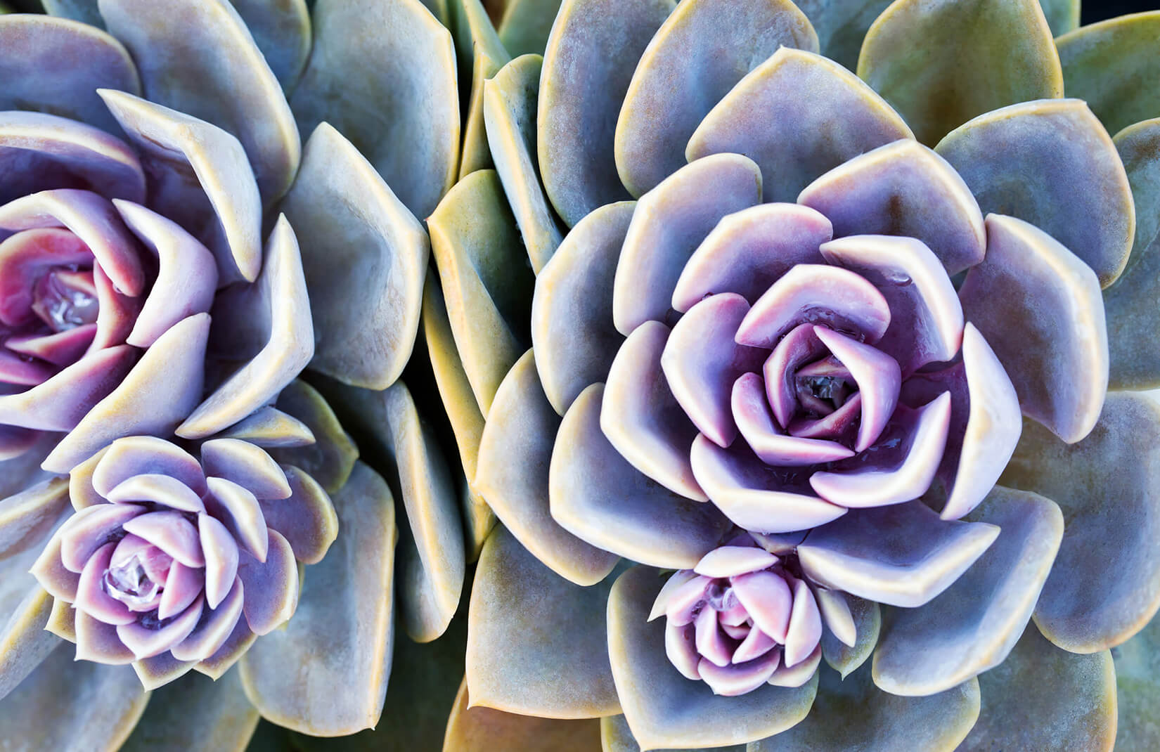 Succulent Flower Wallpapers - Wallpaper Cave