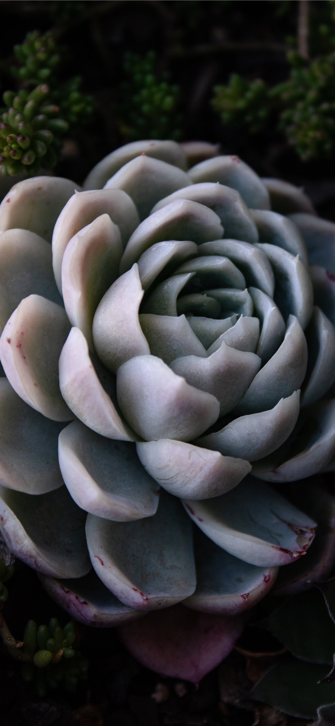Succulent Flower Wallpapers - Wallpaper Cave