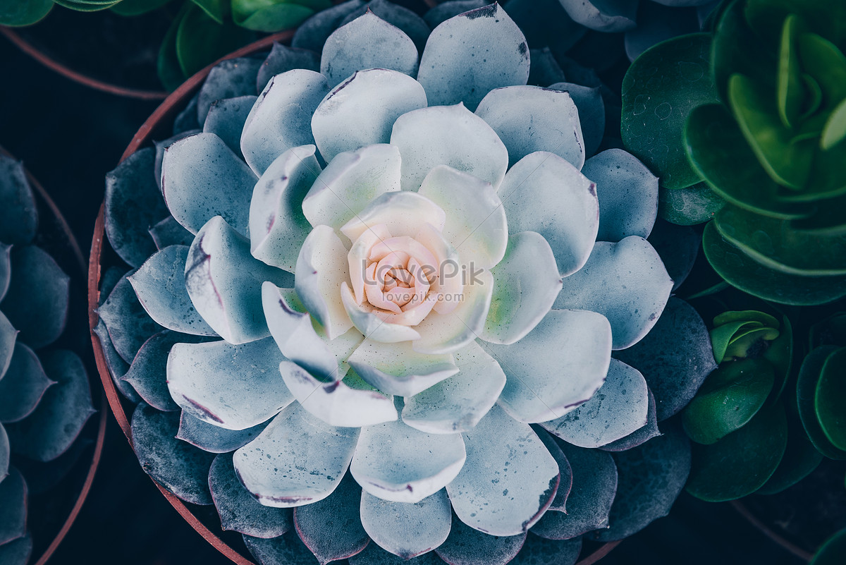 Succulent Flower Wallpapers - Wallpaper Cave